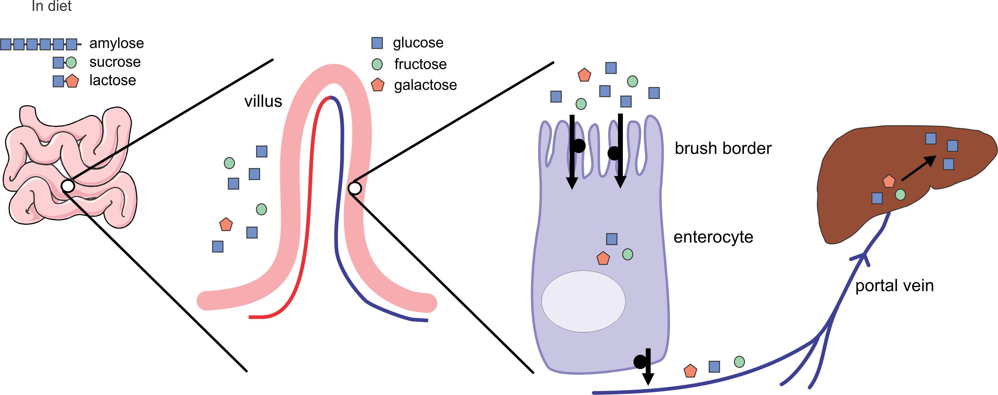 Complex Carbohydrates Diagram