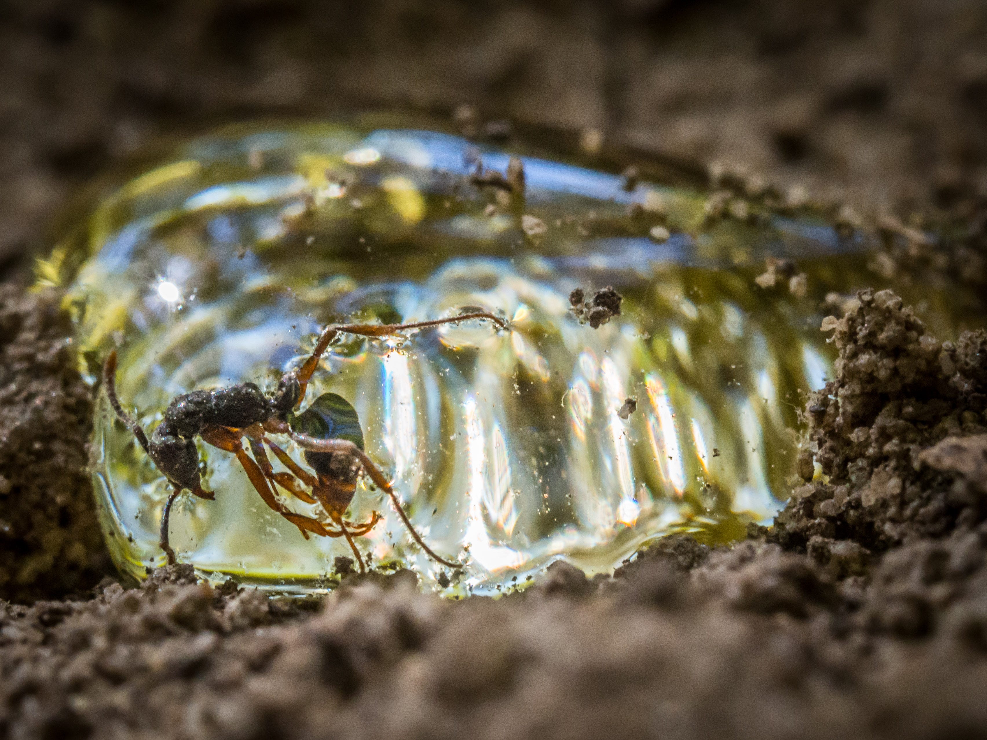 Posthistoric Ant. Remember those prehistoric mosquitoes… | by Bruce ...