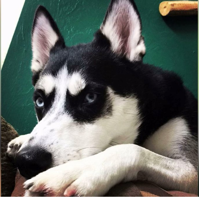 Killer Dogs:. The Tragic Consequences of Pets on the… | by Derek ...