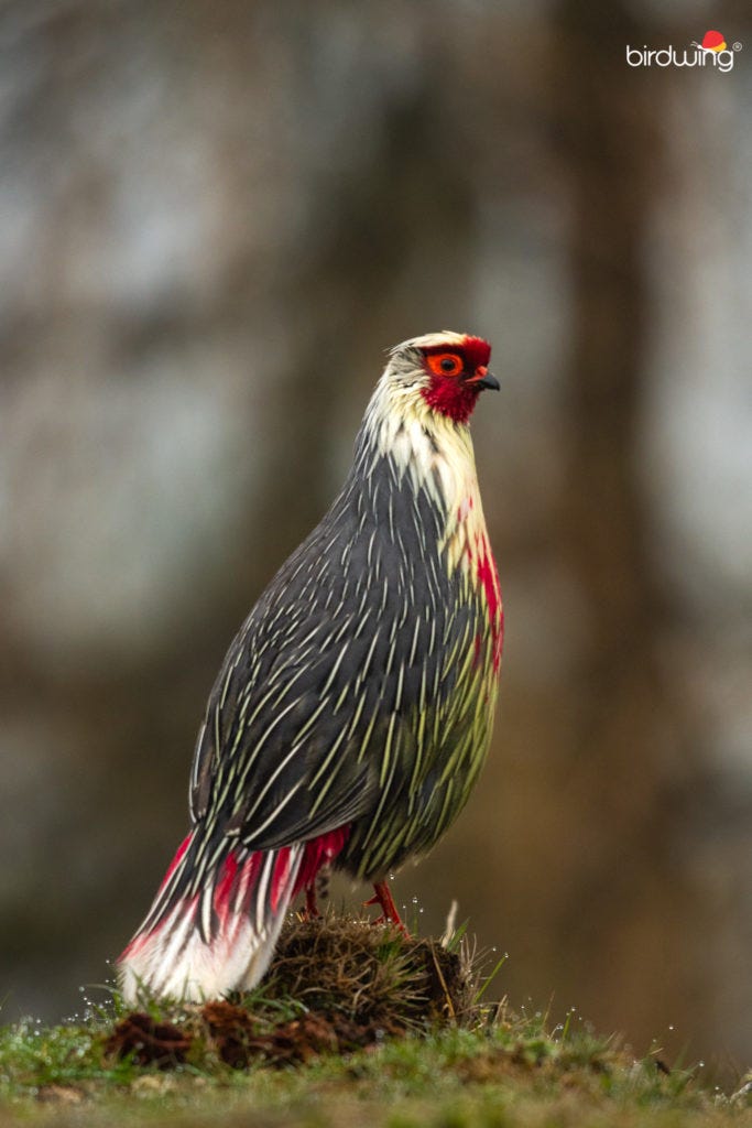 BHUTAN BIRD PHOTOGRAPHY TOUR — APRIL 2019 | by Birdwing Photo Tours Pvt ...