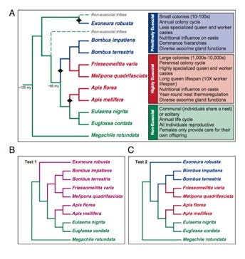 Evolution of Eusocial Behavior in Bees | by Smoke & Honey Co. | The ...