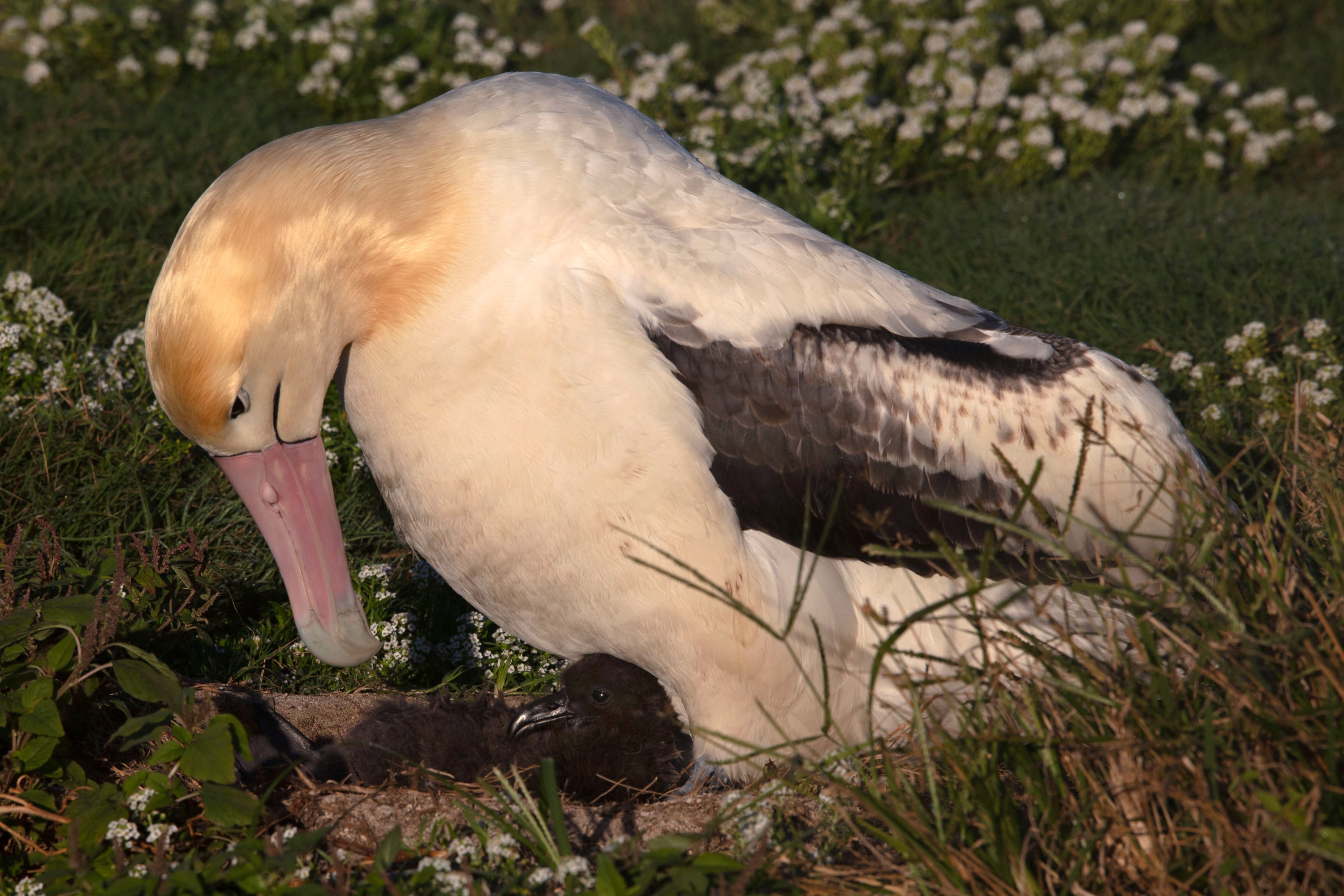 Rare, endangered short-tailed albatross chick hatches at Midway Atoll ...