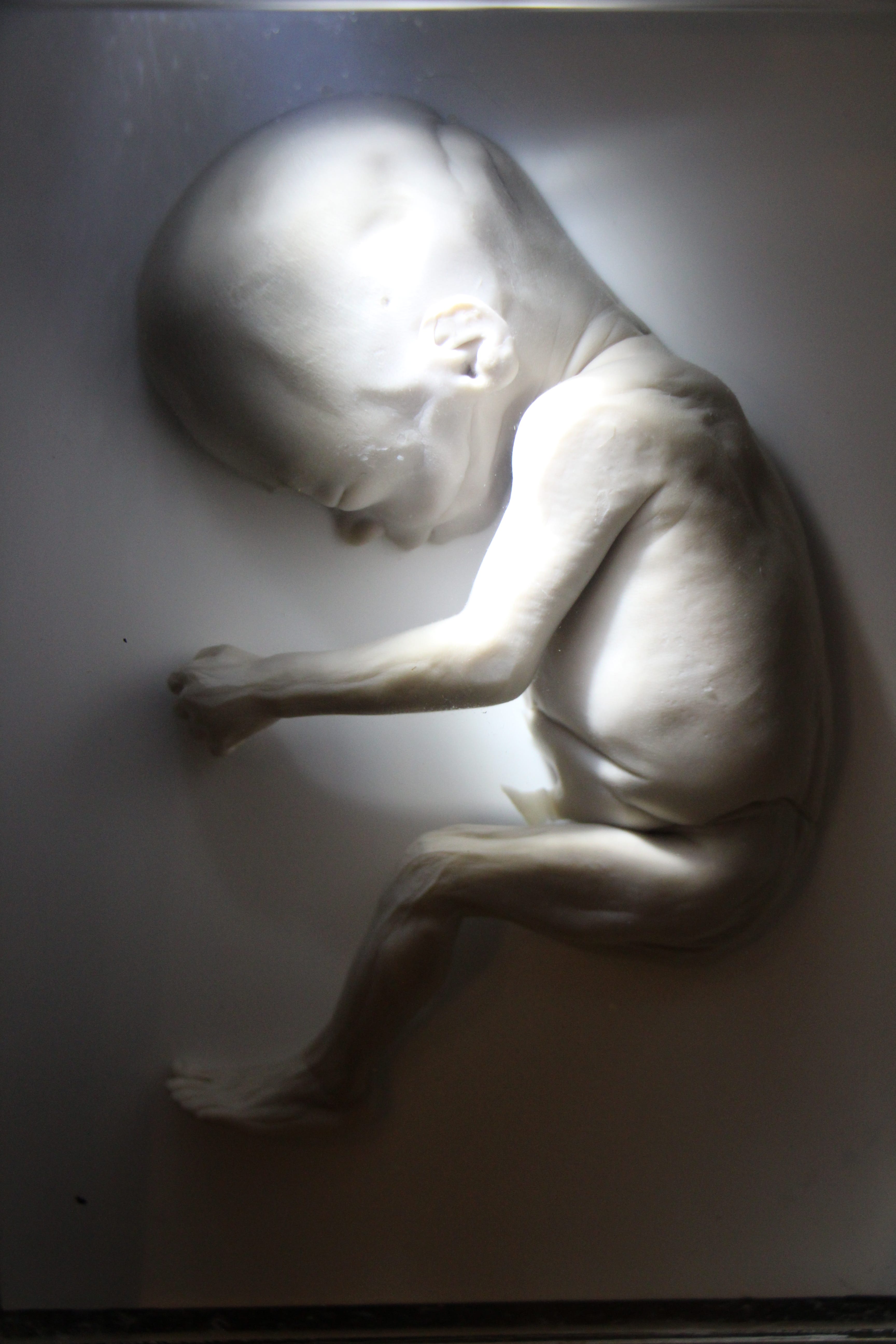 Climate goals, embryos and skeletons | by Mo Schouten | Medium
