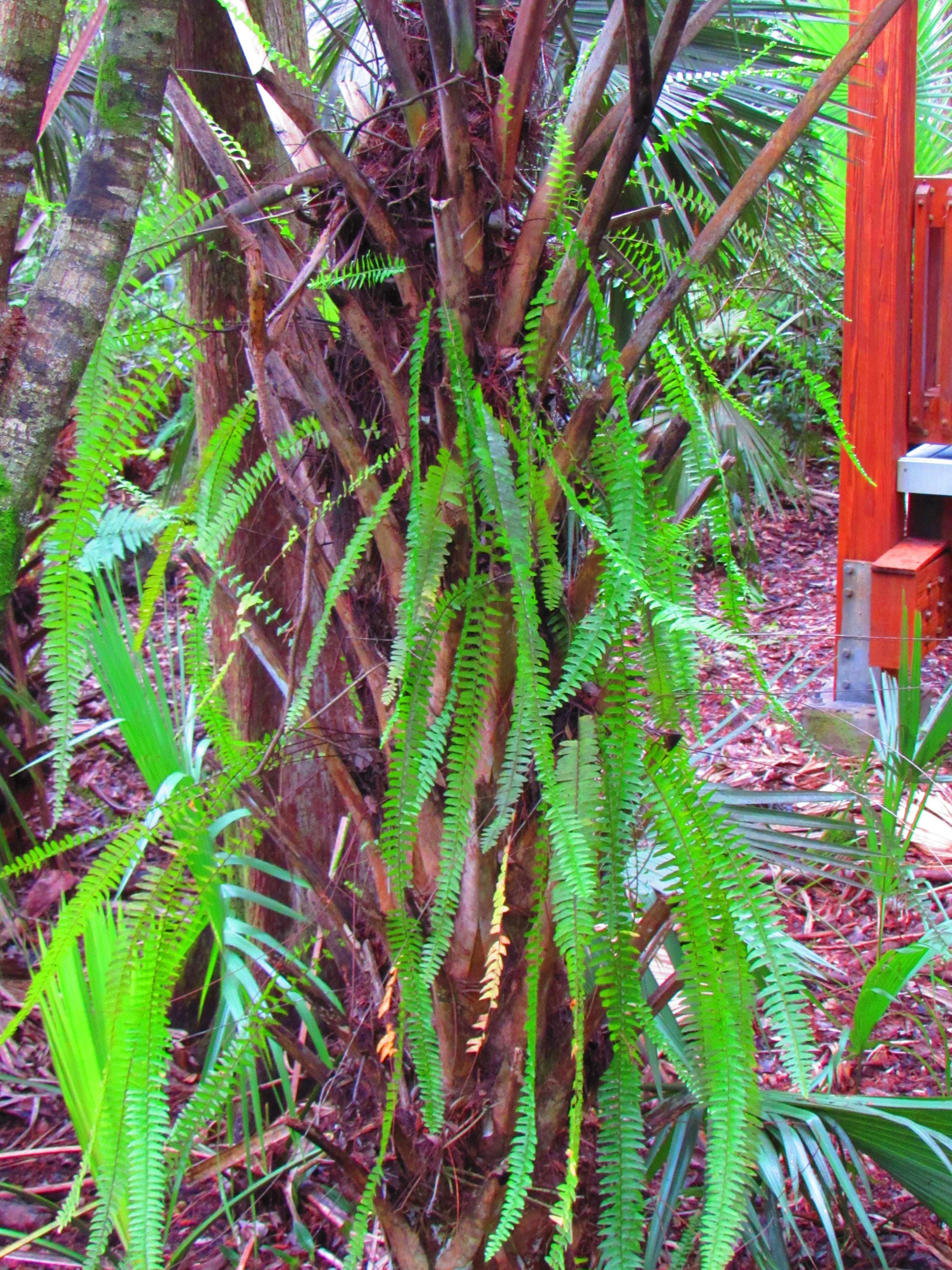 Fern Forest - Weeds & Wildflowers - Medium