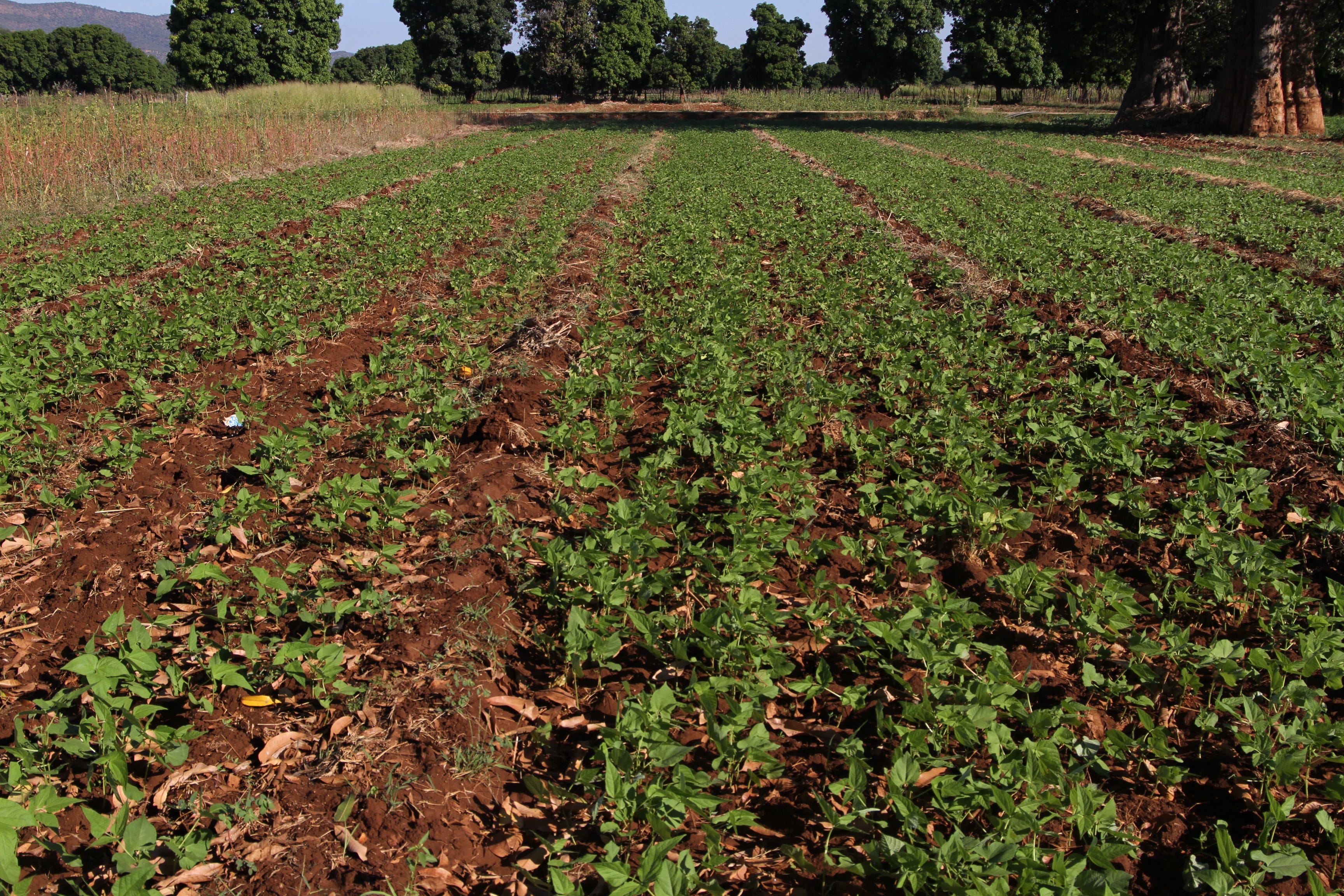 Biodiversity: Why does it matter to Zimbabwe? - UNDP Zimbabwe - Medium