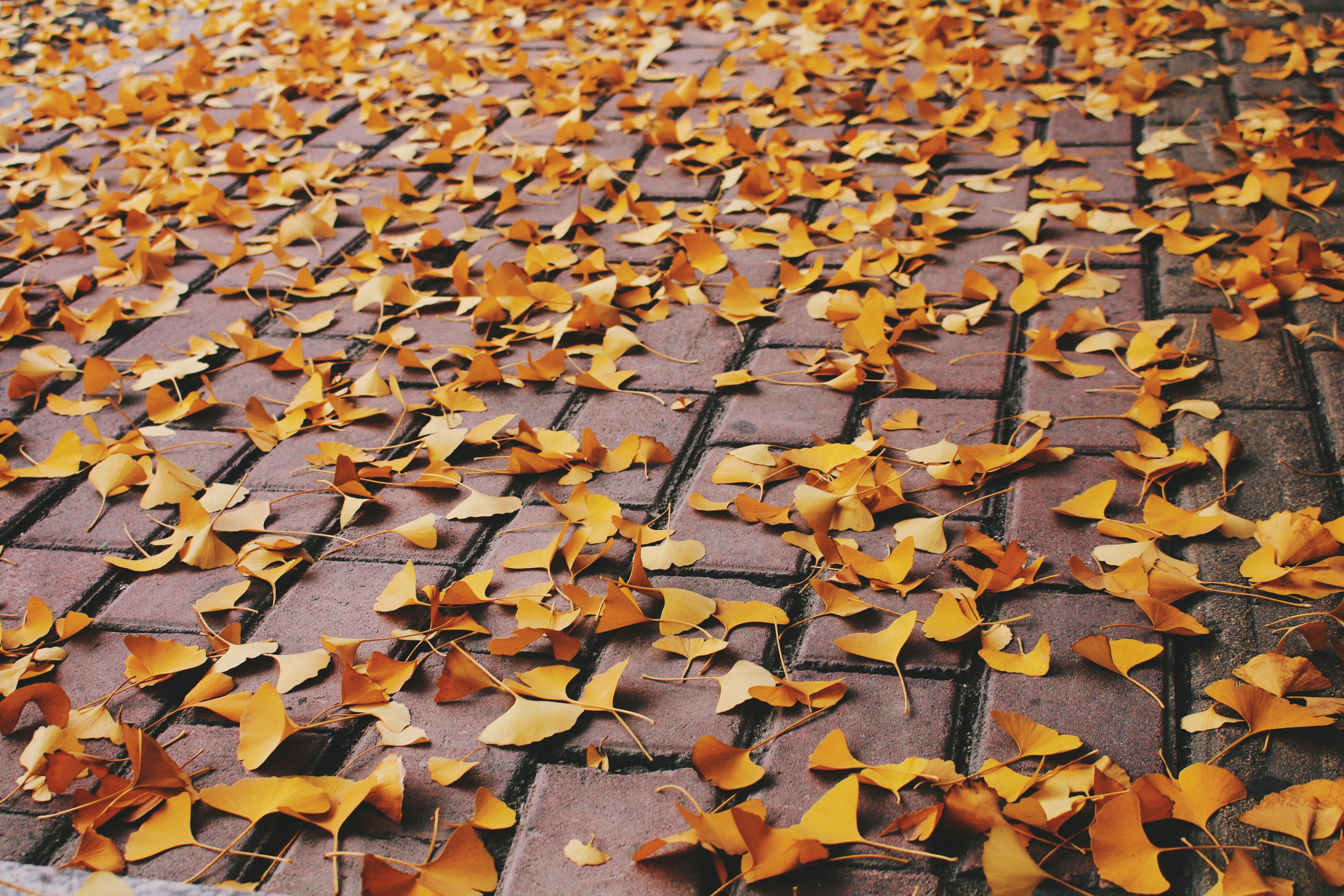 Haiku: Leaves and Flowers. On leaves, flowers, and regret | by Ibrahim ...