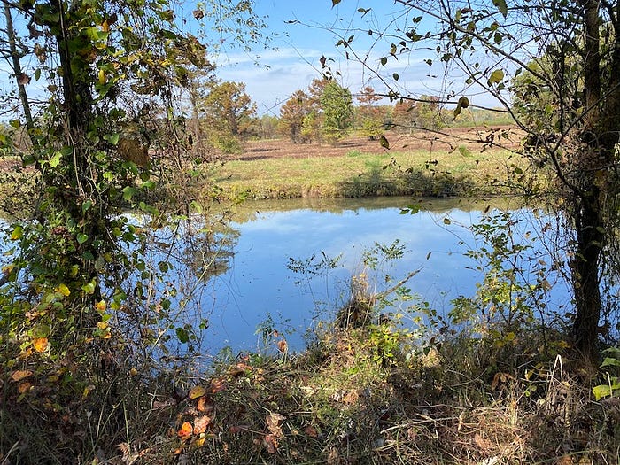 Hiking In a Swamp at Mingo National Wildlife Refuge | by Todd Smith ...