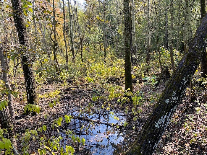 Hiking In a Swamp at Mingo National Wildlife Refuge | by Todd Smith ...