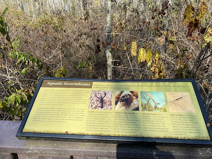Hiking In a Swamp at Mingo National Wildlife Refuge | by Todd Smith ...