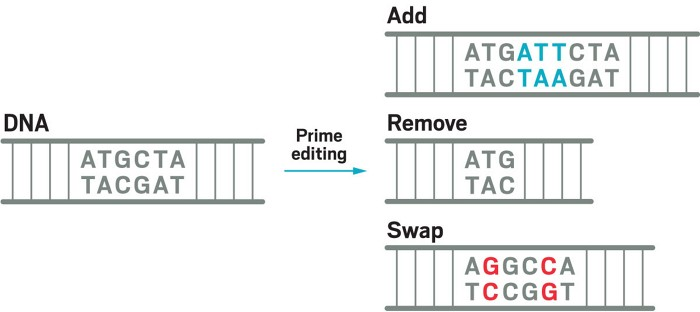 Prime Editing For Dummies: CRISPR vs. Prime Editing | by Anna Coan | Medium