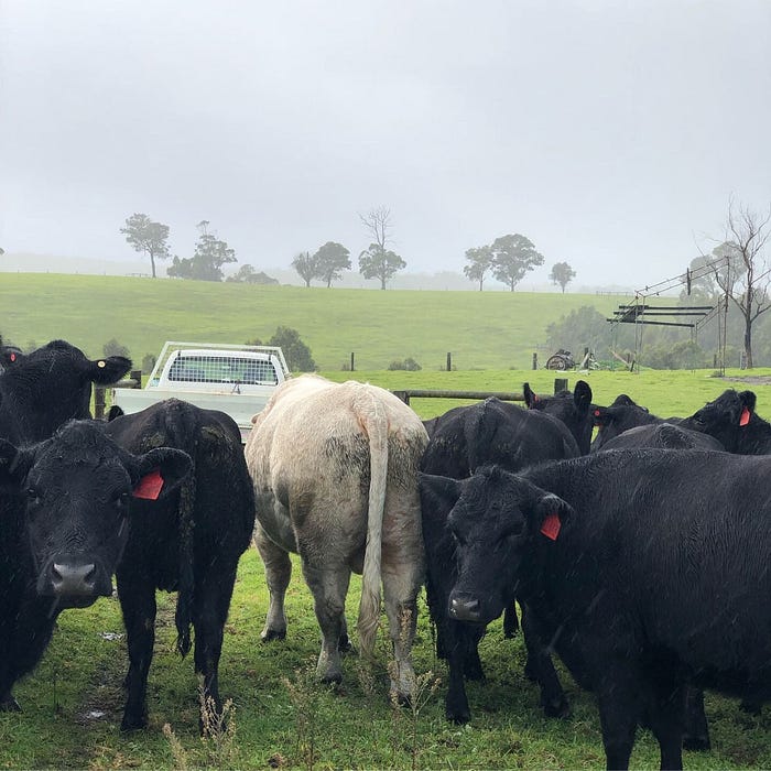 Cows Emit Methane. Is There a Way They Could Help Absorb It? | by Signi ...