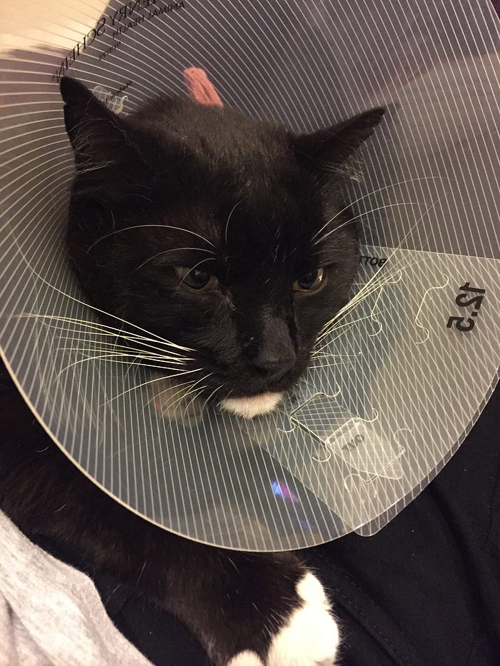 Runaway Cone-Head Cat & The Mormon Prayer Circle | by Alyssa Tucker ...