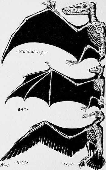 How Dragons Fly: When Biology Trumps Physics | by Naturalish ...