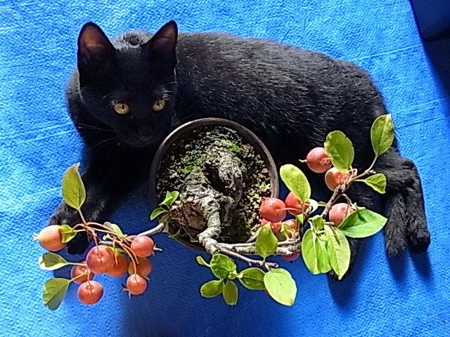 Cat Bonsai Masters Reveal Their Secrets | by Desiree Thomson | Medium