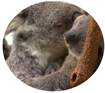 How Eating Poop Is Key to Koalas’ Survival | by Tangled Bank Studios ...