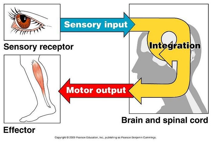 Upside Down. Brain has a great ability to adapt to… | by Adrien Lafage ...