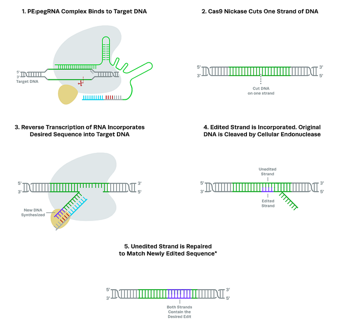 Genome Editing in its Prime. Imagine being able to access your own ...