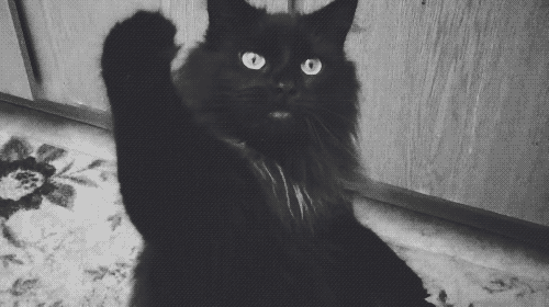 23 Absolutely Annoying Cat Ways to Love You | by Violet | Medium