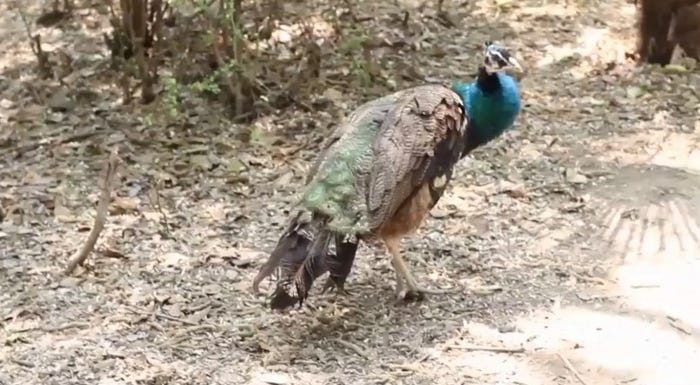 Tourists pluck feathers off 4 peacocks at Yangzhou zoo | by Shanghaiist ...