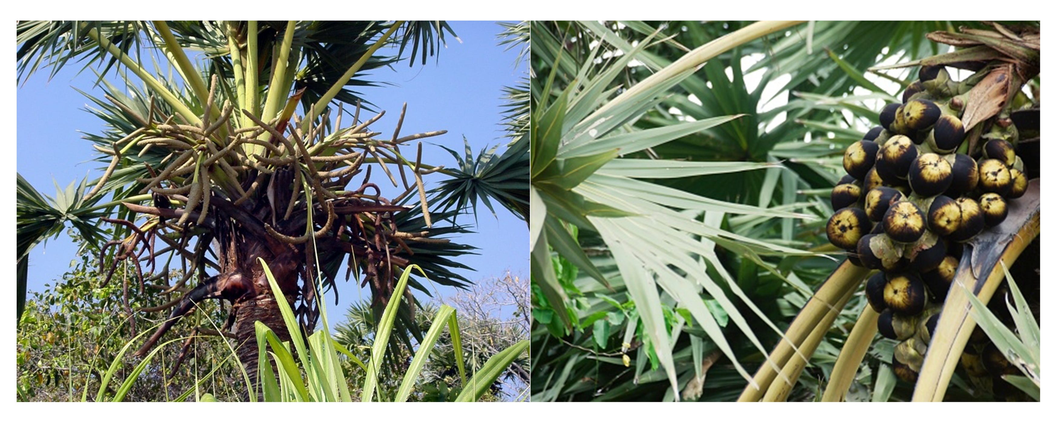 From conversations with a Palm Craftsman | by Craft Tales by Nirmisu ...