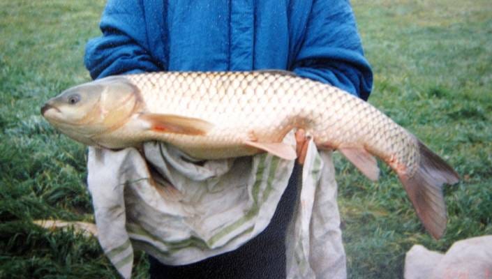 Amur Pike The Prized Fish. As a witty angler it very essential to… | by ...