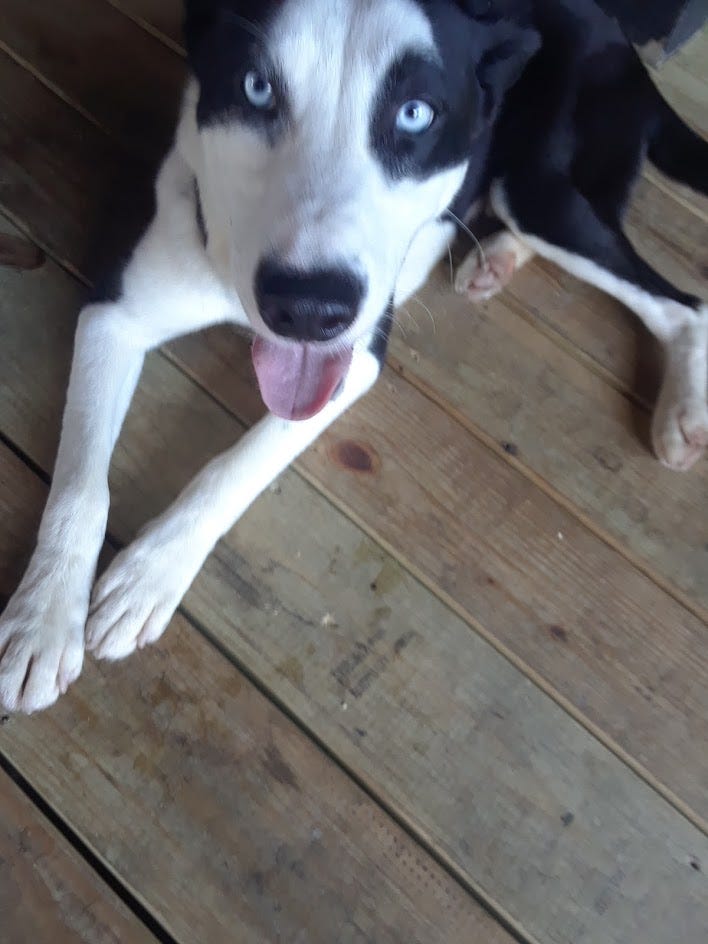 My Captain, my King. “No. We can’t get a dog. I can’t even… | by Eric ...