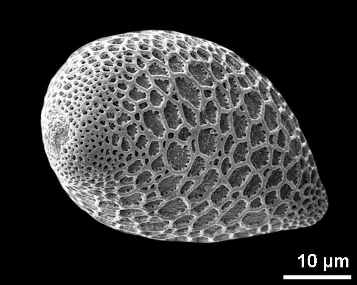 Building a Comprehensive Database of Pollen Grains: A Web Scraping ...