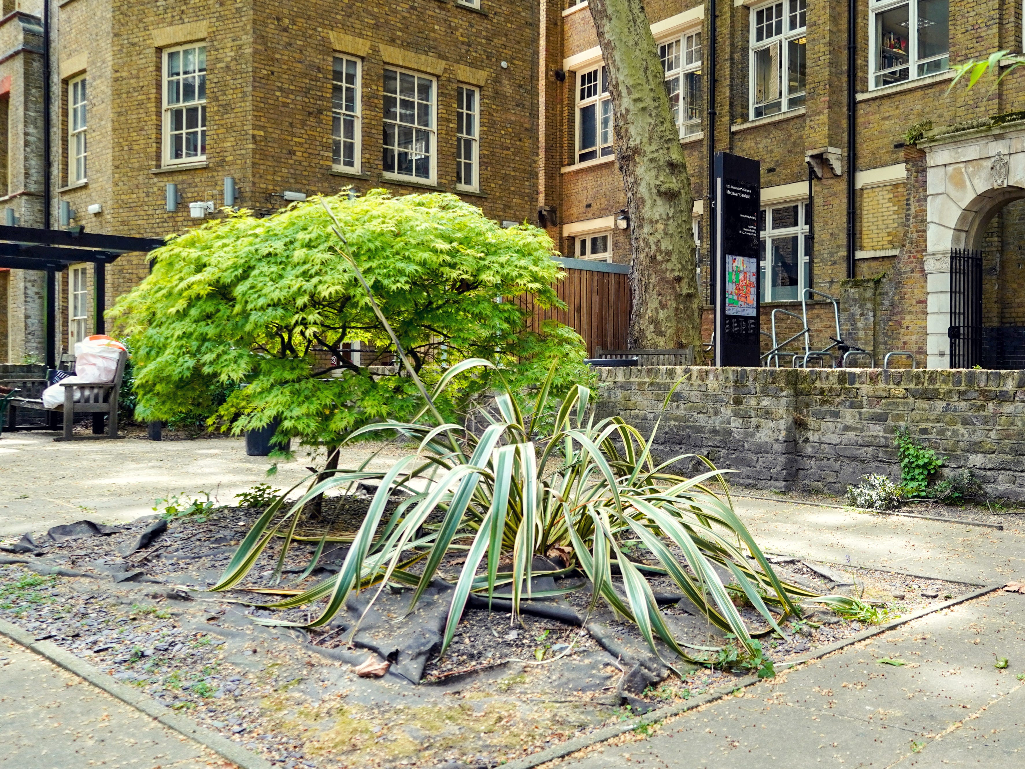 UCL Medawar Gardens — Students’ Rewilding Initiative | by Aude Vuilli ...