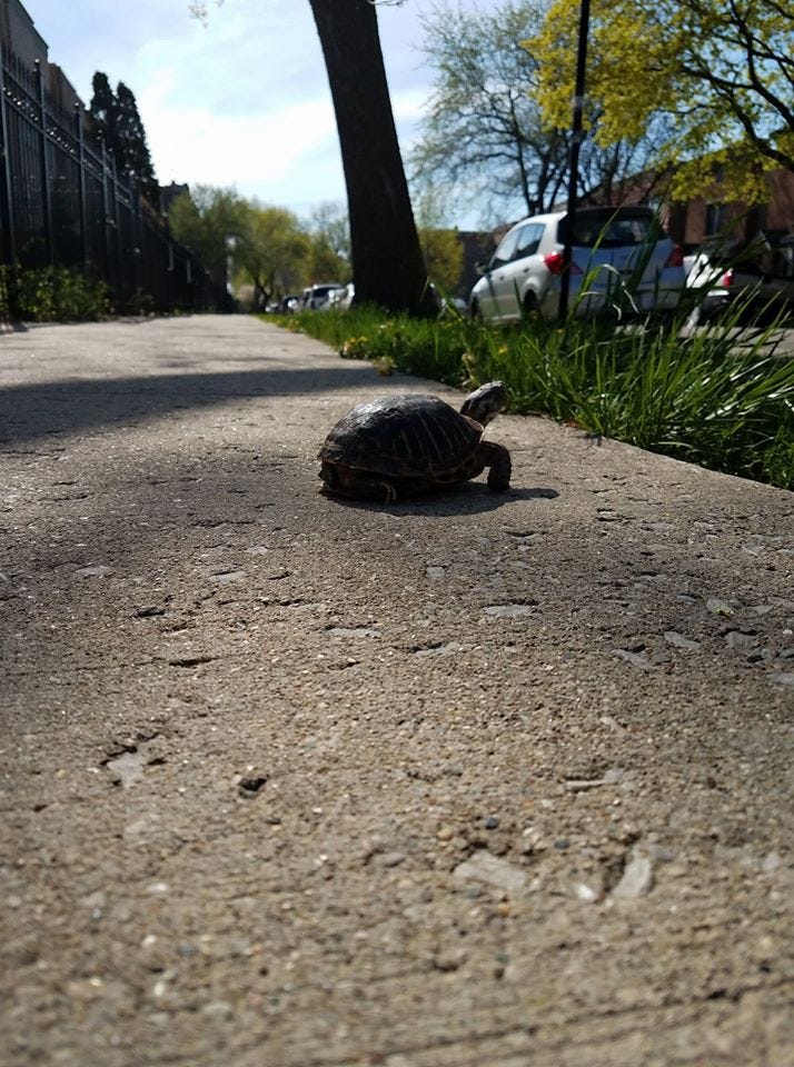 Speedy is a 50-year-old western ornate box turtle. | by Rebecca Lytle ...
