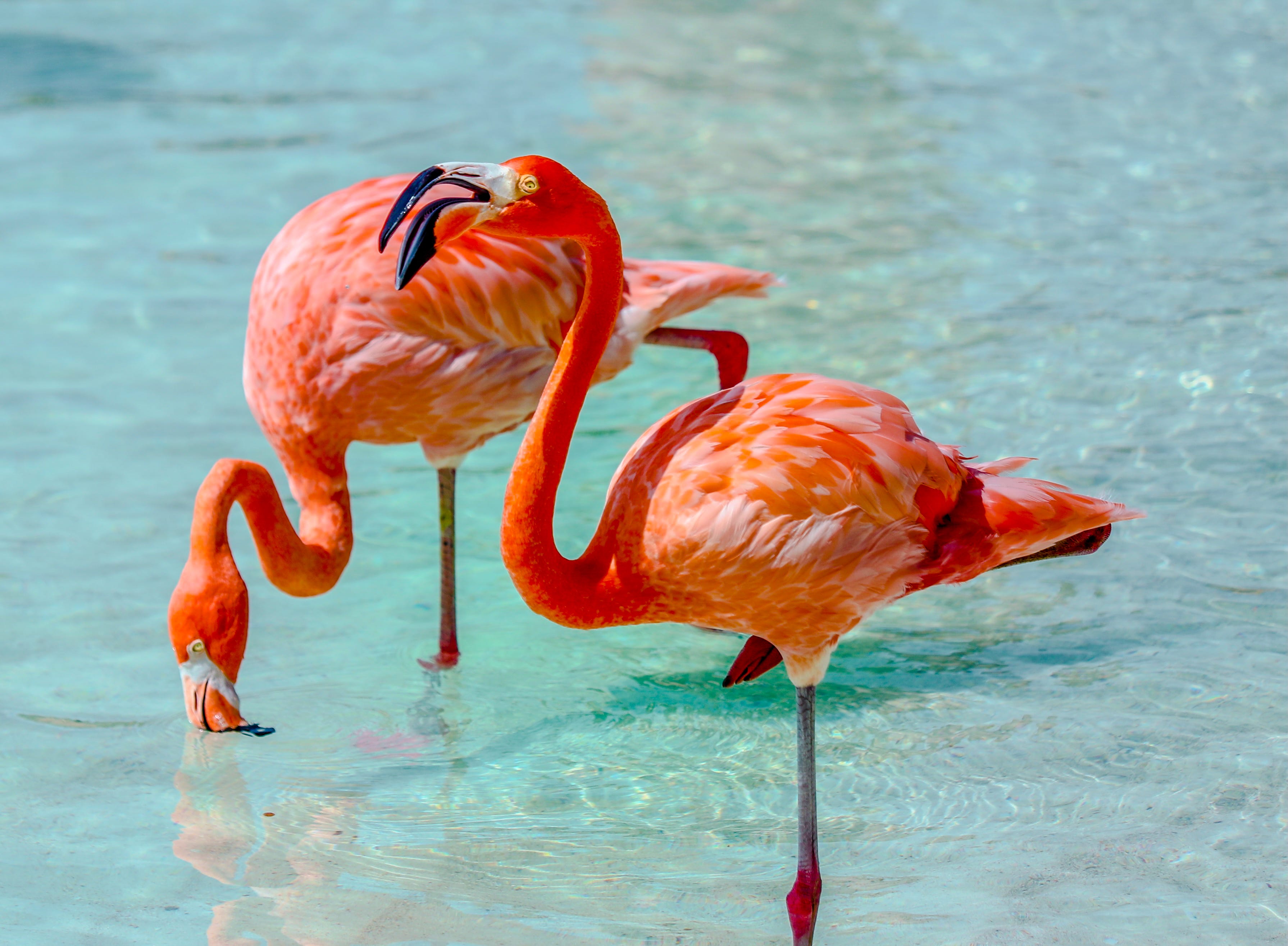 Bird Talk In Every Word They Say By David Rudder