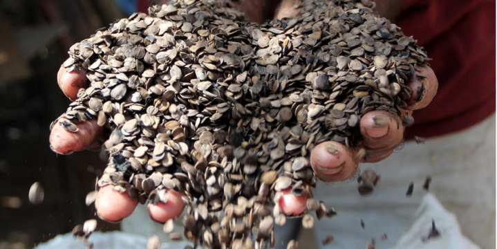 Morro Seeds and Seed Oil. Mature Morro seeds are embedded within… | by ...