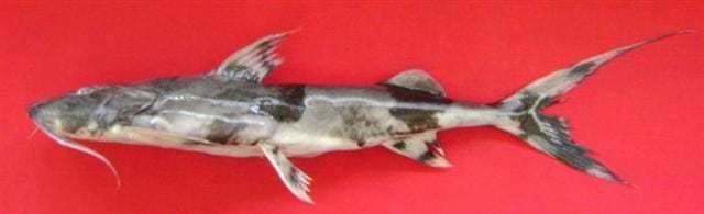 Goonch. Getting catfished has a whole new… | by Avi Kotzer | Silly ...