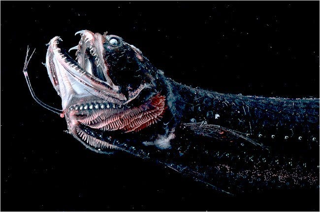 Top 10 Mysterious Creepy Deep Sea Creatures | by Reckon Talk | Medium