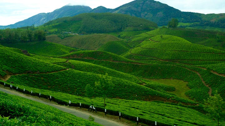 Brief History of Munnar. Munnar — The Early Era | by Mountain Trail ...