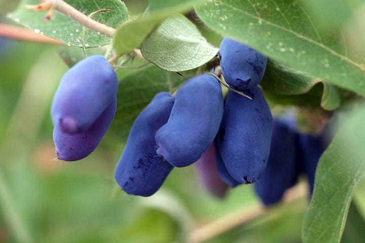 All About Haskap Fruit Wine (Honeyberry) | by Dominic Rivard | Medium