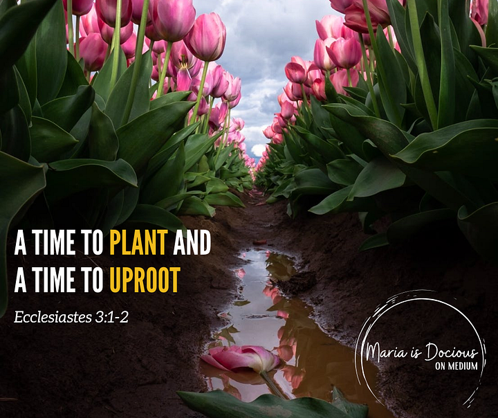 A Time to Uproot. A Story about Tulips. | by Maria is Docious | Medium