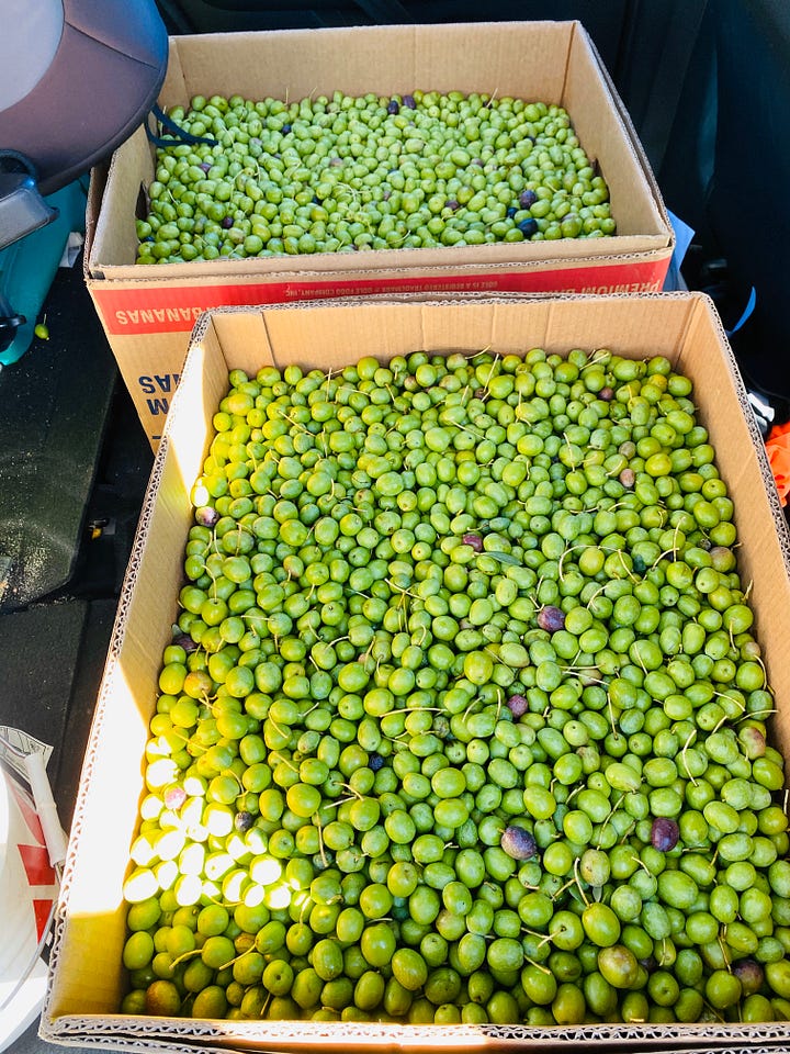 An Adventure in Olive Picking and Curing | by Robert McKeon Aloe ...