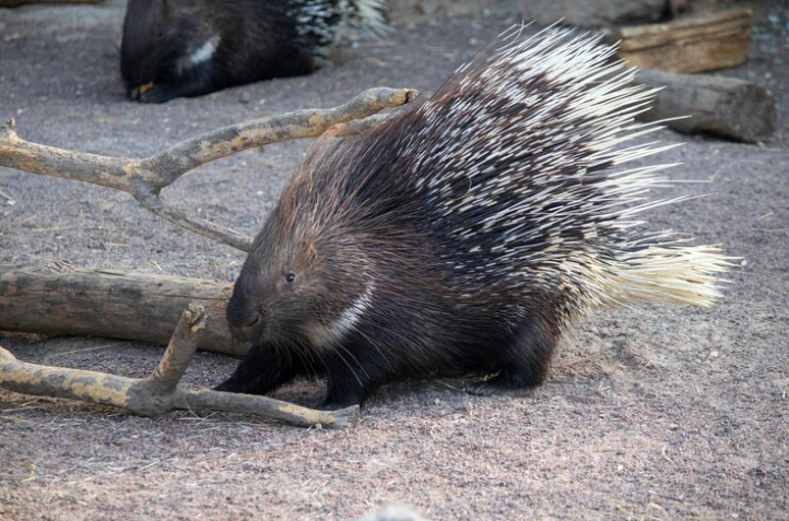 The Only Us State Where Having Sex With A Porcupine Is Illegal By Joanna Henderson Lessons