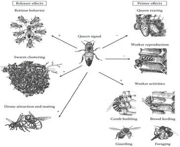 Evolution of Eusocial Behavior in Bees | by Smoke & Honey Co. | The ...