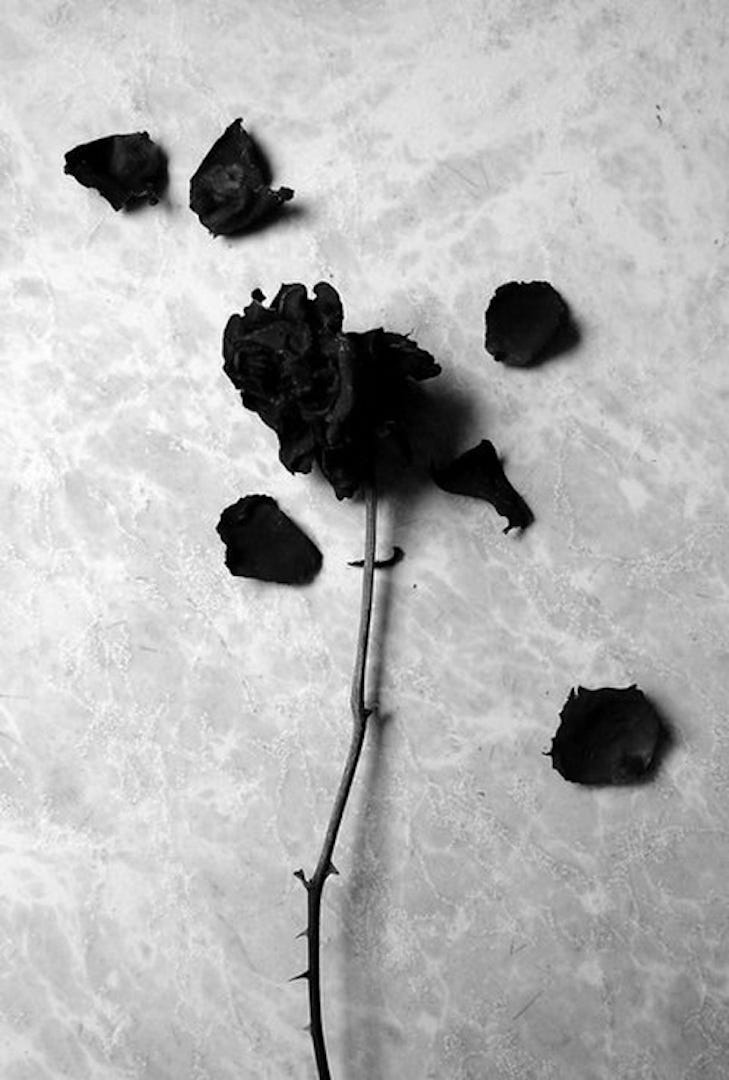 A Withered Flower. The flower asked me.. | by Priyanka | Medium