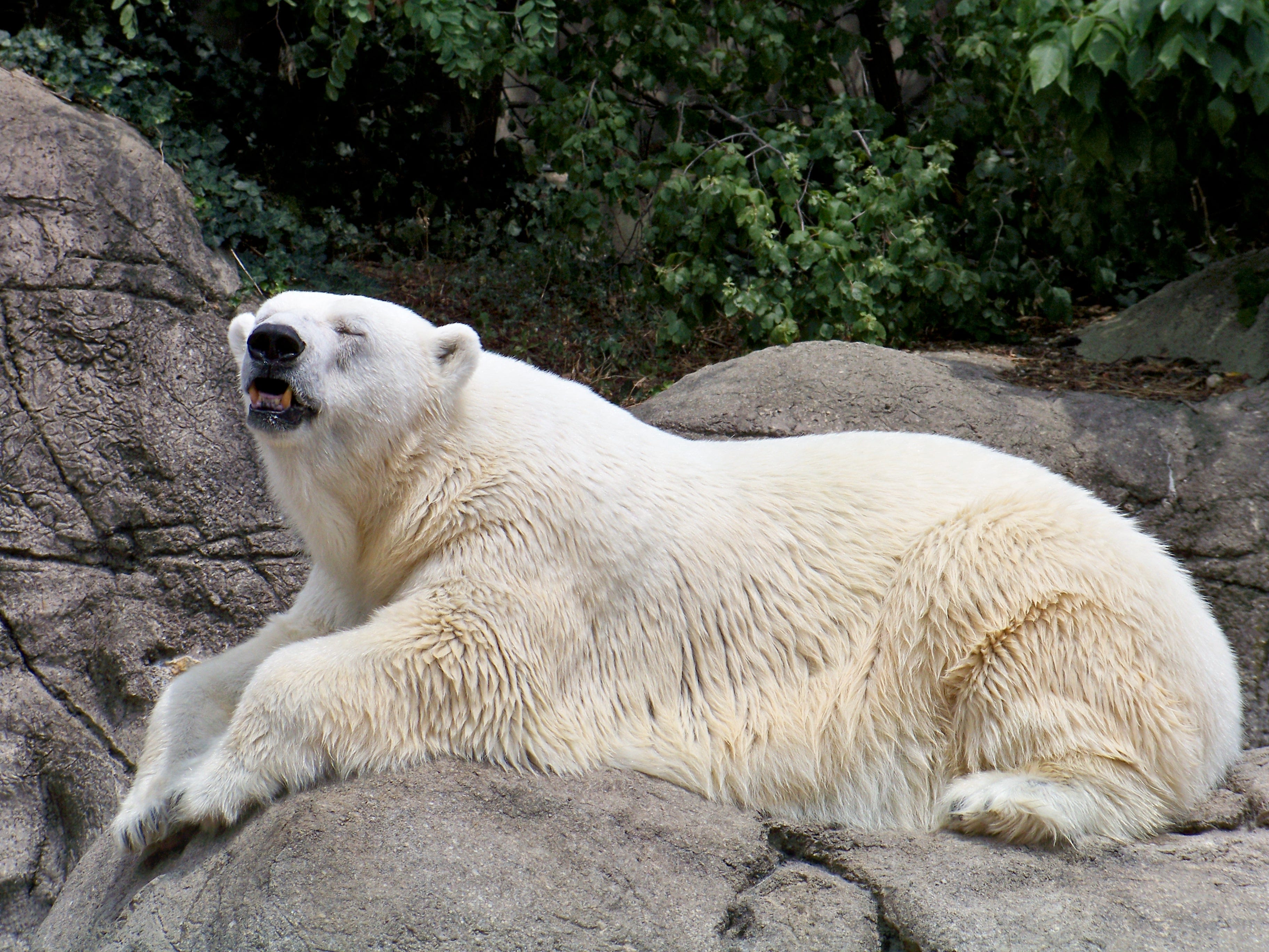 Polar bears confused why everyone keeps saying their numbers are going ...