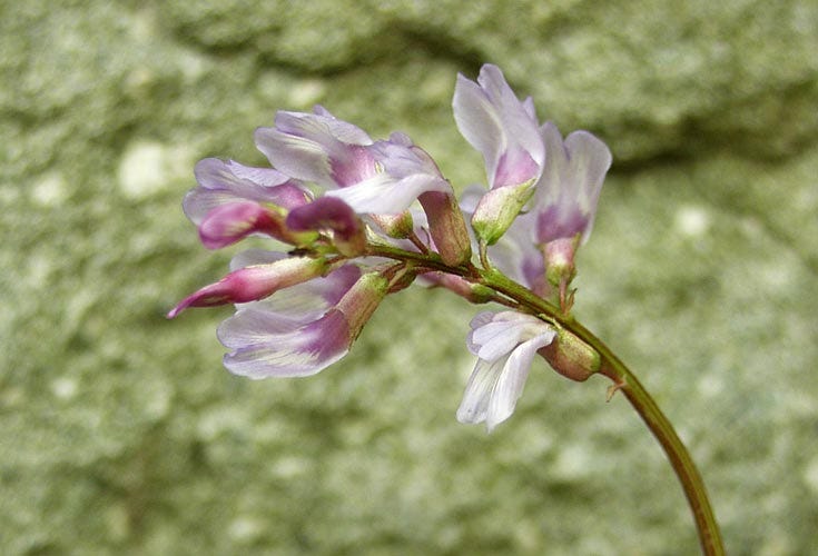 A cliff-hanger of a survival story: Jesup’s milk-vetch | by U.S. Fish ...