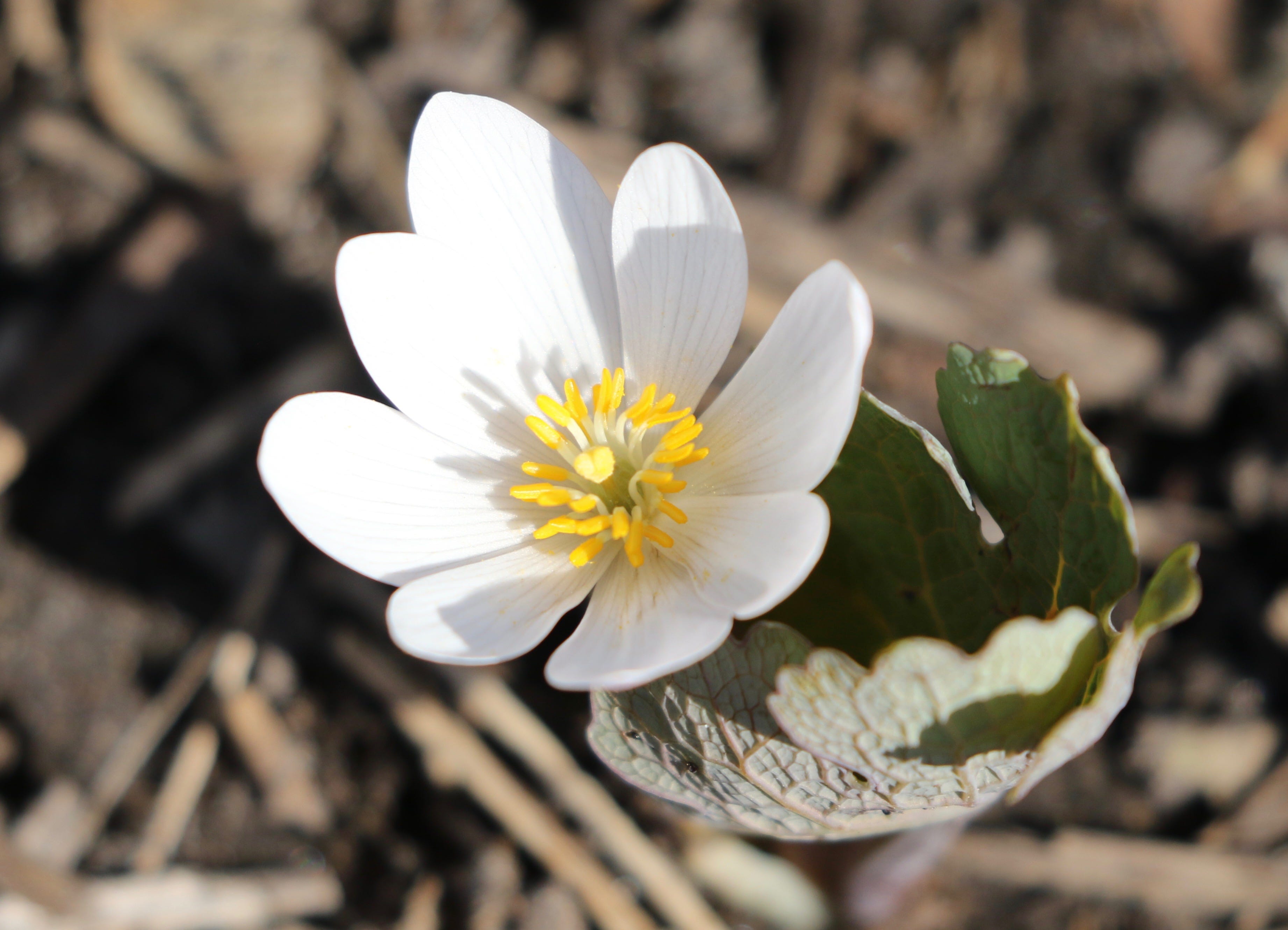 Spring Flowers. Bloodroot, a Native Knockout | by Edward O'Connor ...