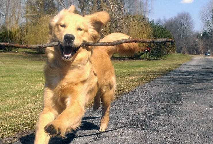 5 Dogs that Represent JavaScript. …and associated modules. | by Daniel ...