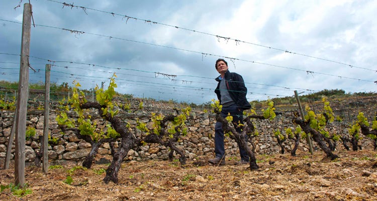 Barcelona Wine Tasting: The Palacios Family | by Fintan Kerr | Medium