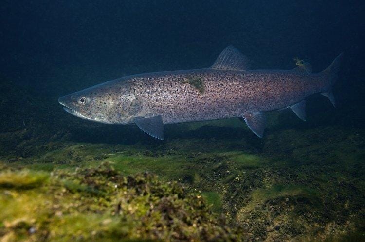 Huchen The Danube Salmon. As an entertaining angler it very… | by ...