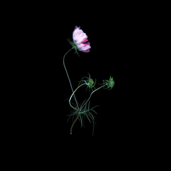 Scanography (part one) | by Thomas W. McDonnell | SCANOGRAPHY ...