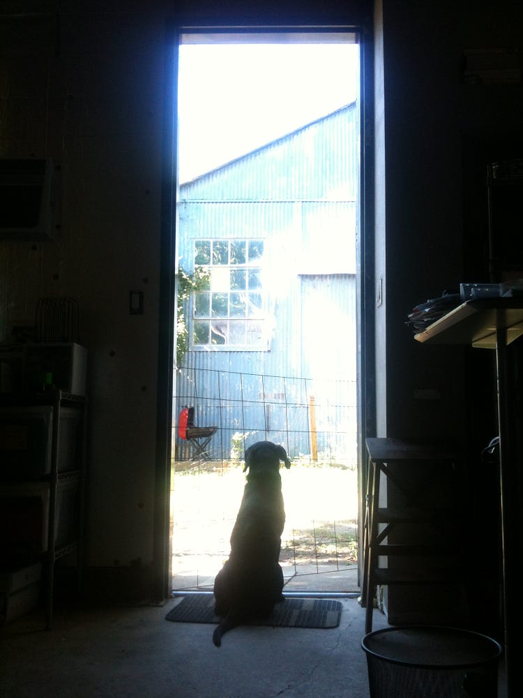 84 Years a Best Friend. New year’s day 2015, I arrived home to… | by ...