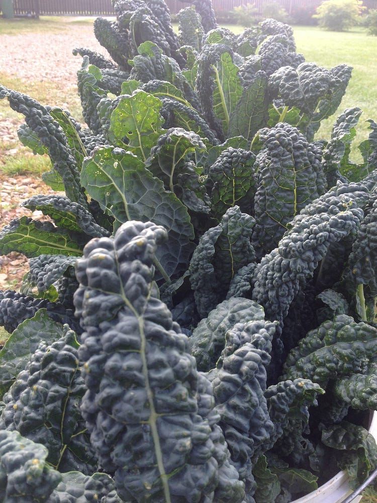 Kale Kāposts - Melnzemes darbi - Medium