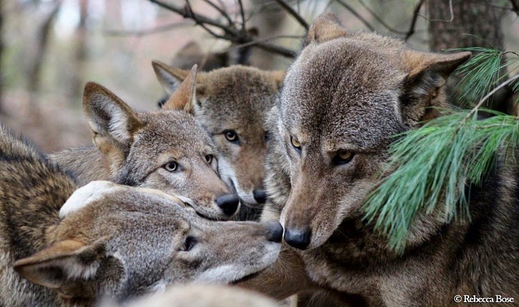 The Red Wolf of Yesterday, Today, and Tomorrow | by Defenders of ...